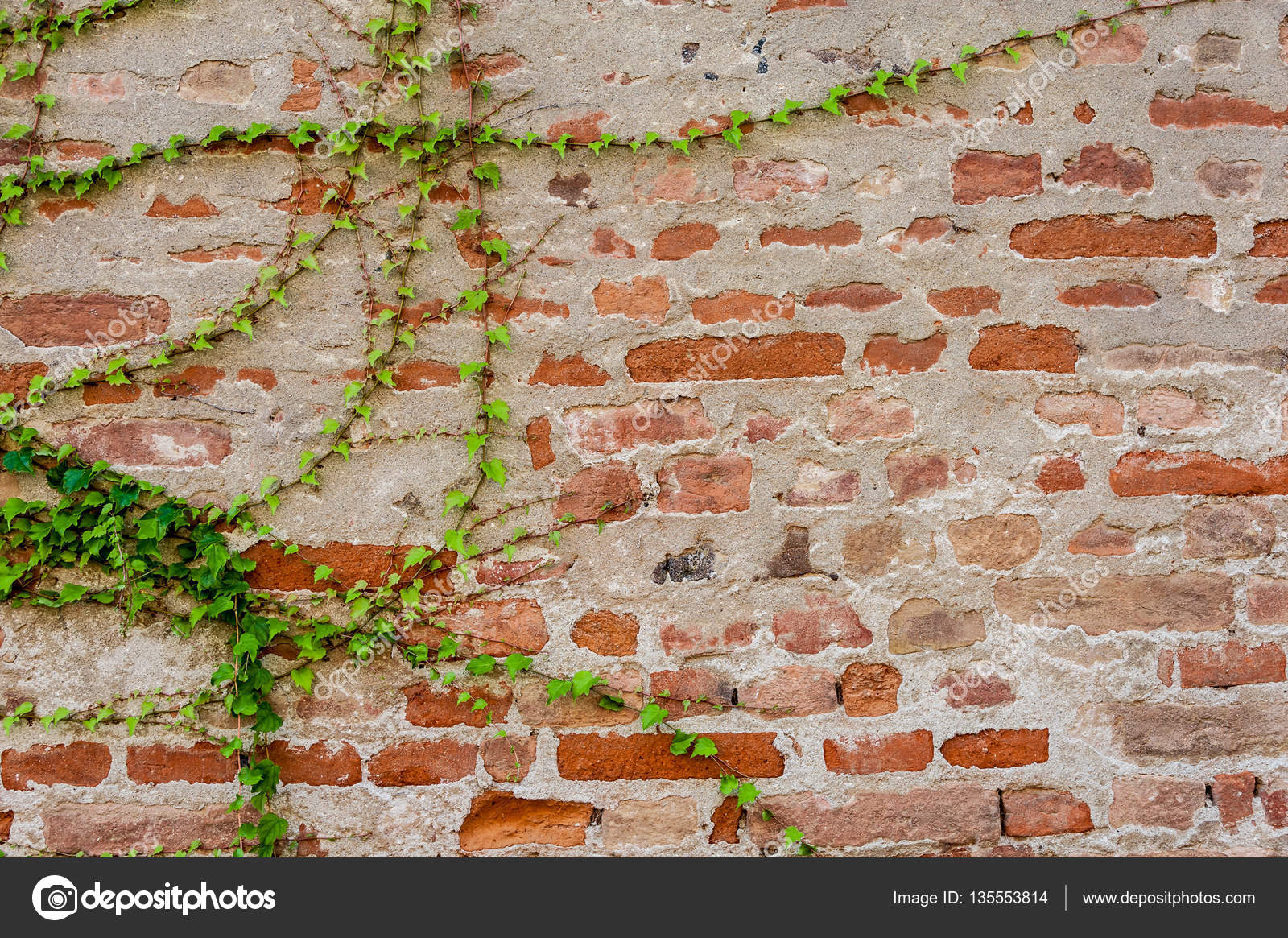 Ivy growing on a brick wall Stock Photo by ©cla1978 135553814