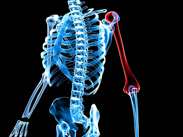 Prone bone pos fotos de stock, imágenes de Prone bone pos sin royalties ...