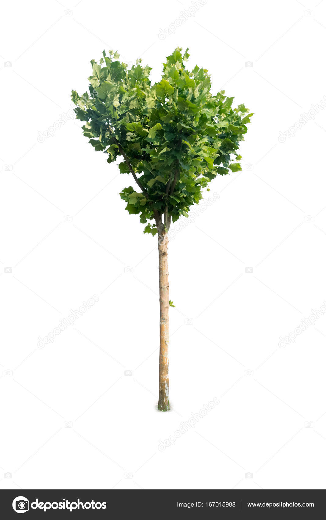 Platanus tree isolated — Stock Photo © chungking #167015988