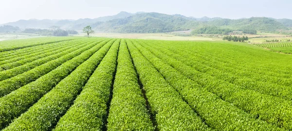 Aerial view of cherry trees and tea fields in longyan china Fotos de ...