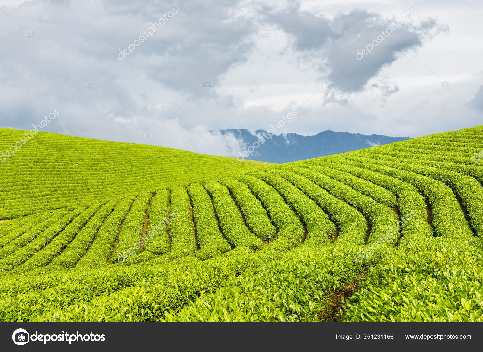 Tea Plantation Lushan Beautiful Spring Landscape — Stock Photo ...