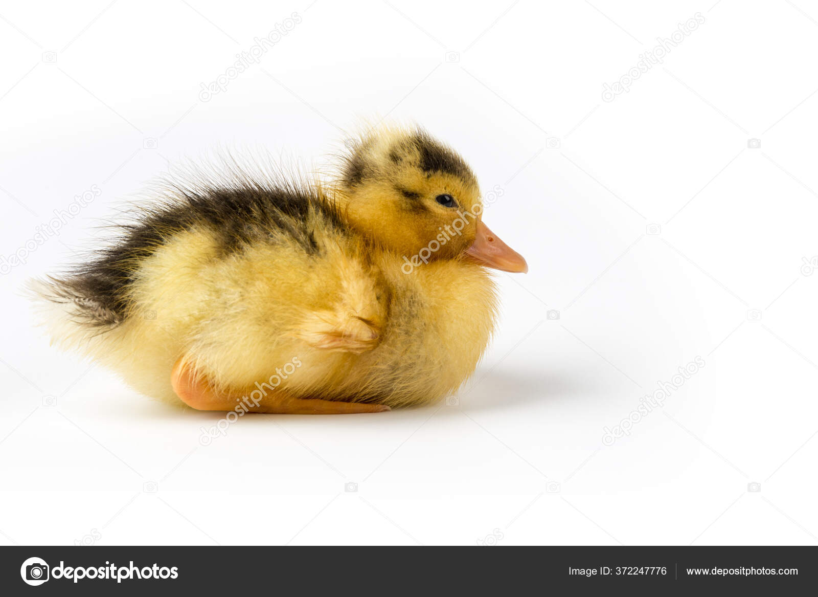 Little Duck Isolated White Background Stock Photo by ©chungking 372247776
