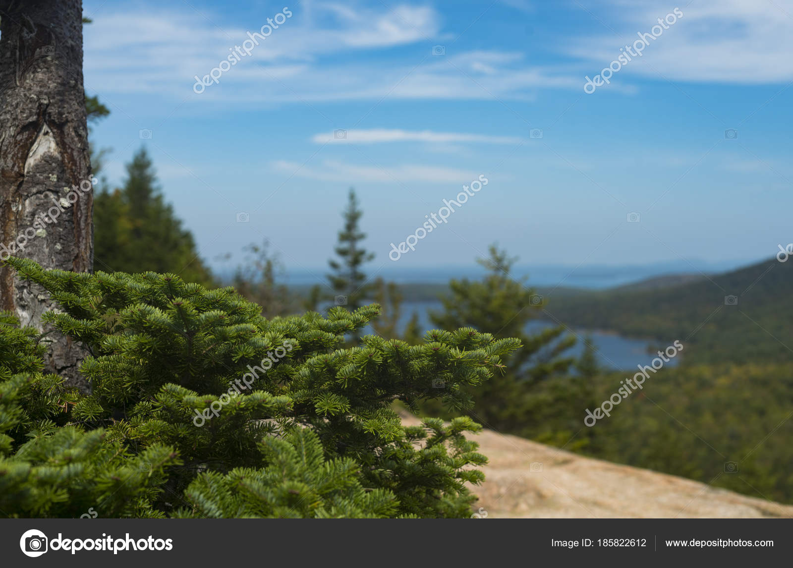 Close Fir Branches Acadia National Park — Stock Photo © j0ycem #185822612