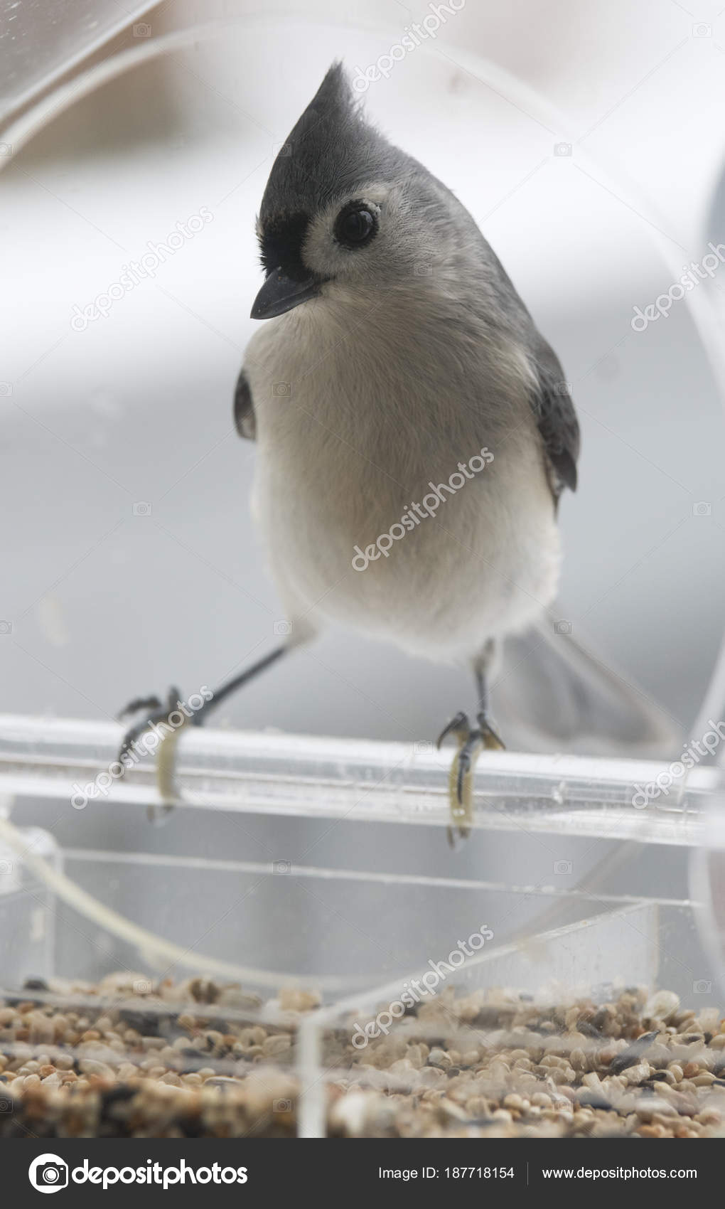 Tufted Titmouse Bird Feeder Winter Stock Photo by ©j0ycem 187718154