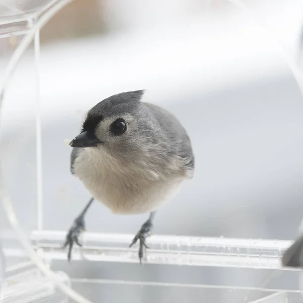 Tufted Titmouse Bird Feeder Winter Stock Photo by ©j0ycem 187718154