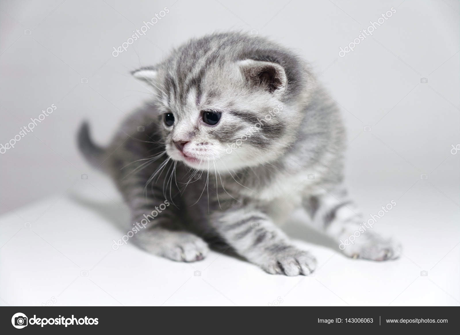 Cute Baby Gray Kittens