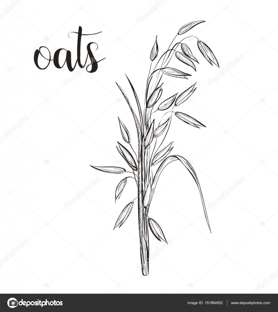 Oats sketch hand drawing. Vector Stock Vector Image by ©alina.88@inbox ...
