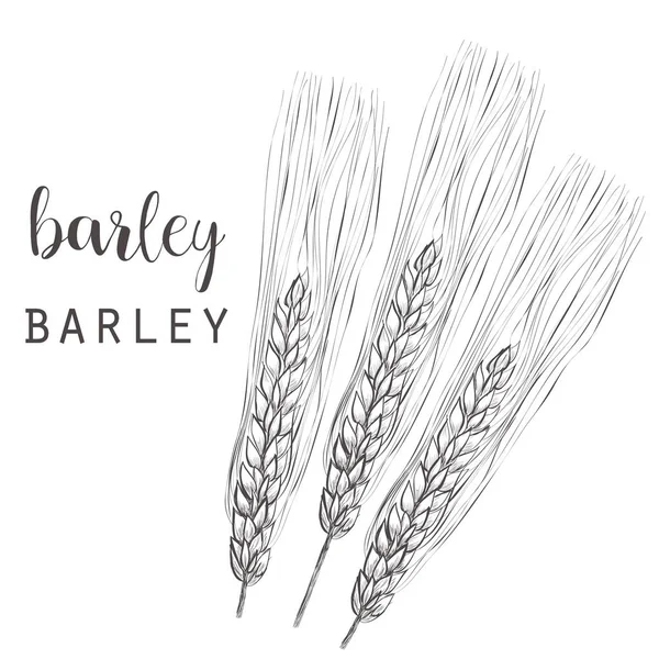 Vector hand drawn wheat or barley isolated on white background. Wheat ...