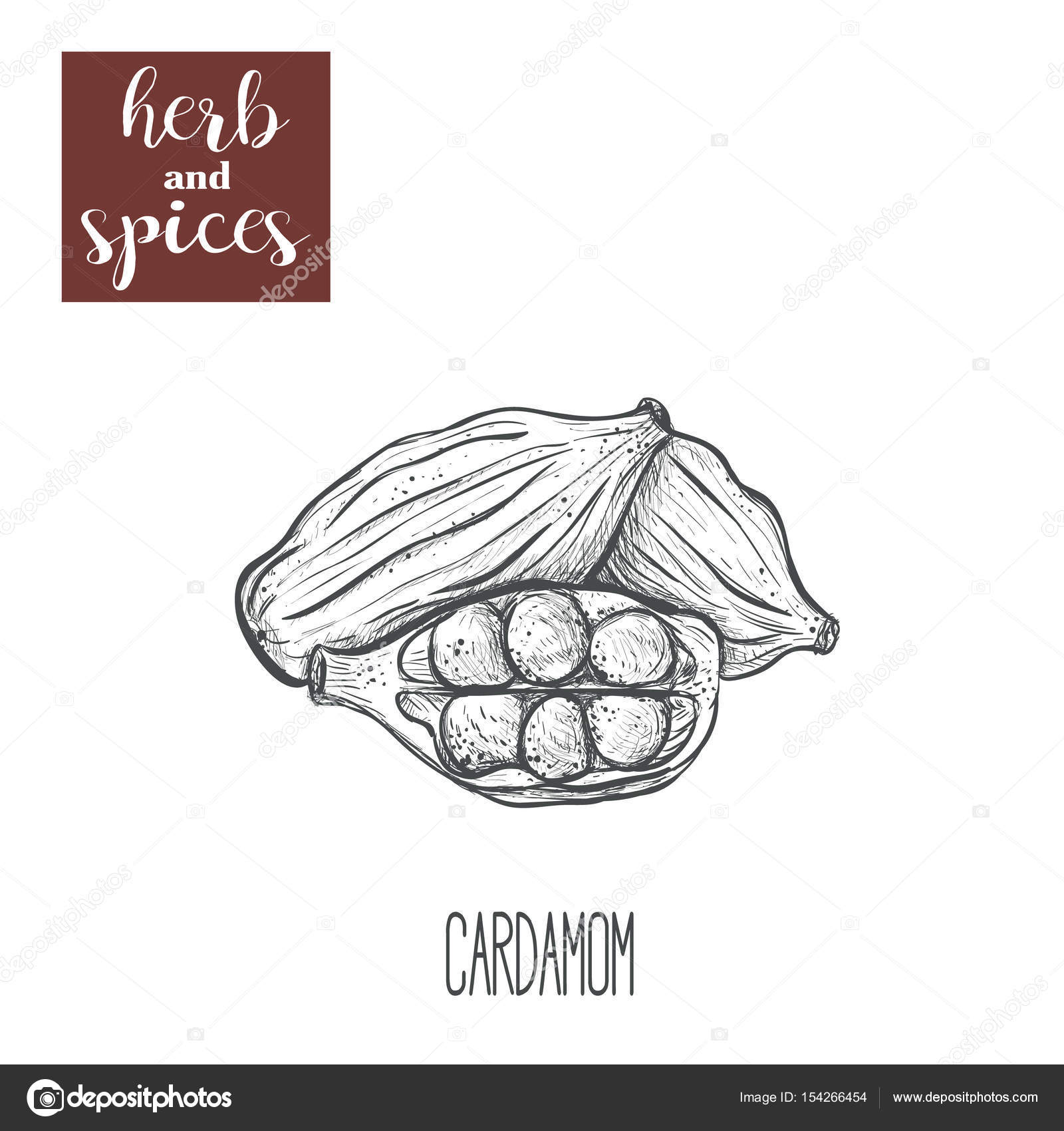 Cardamom hand drawing. Herbs and spices. Stock Vector Image by ©alina ...