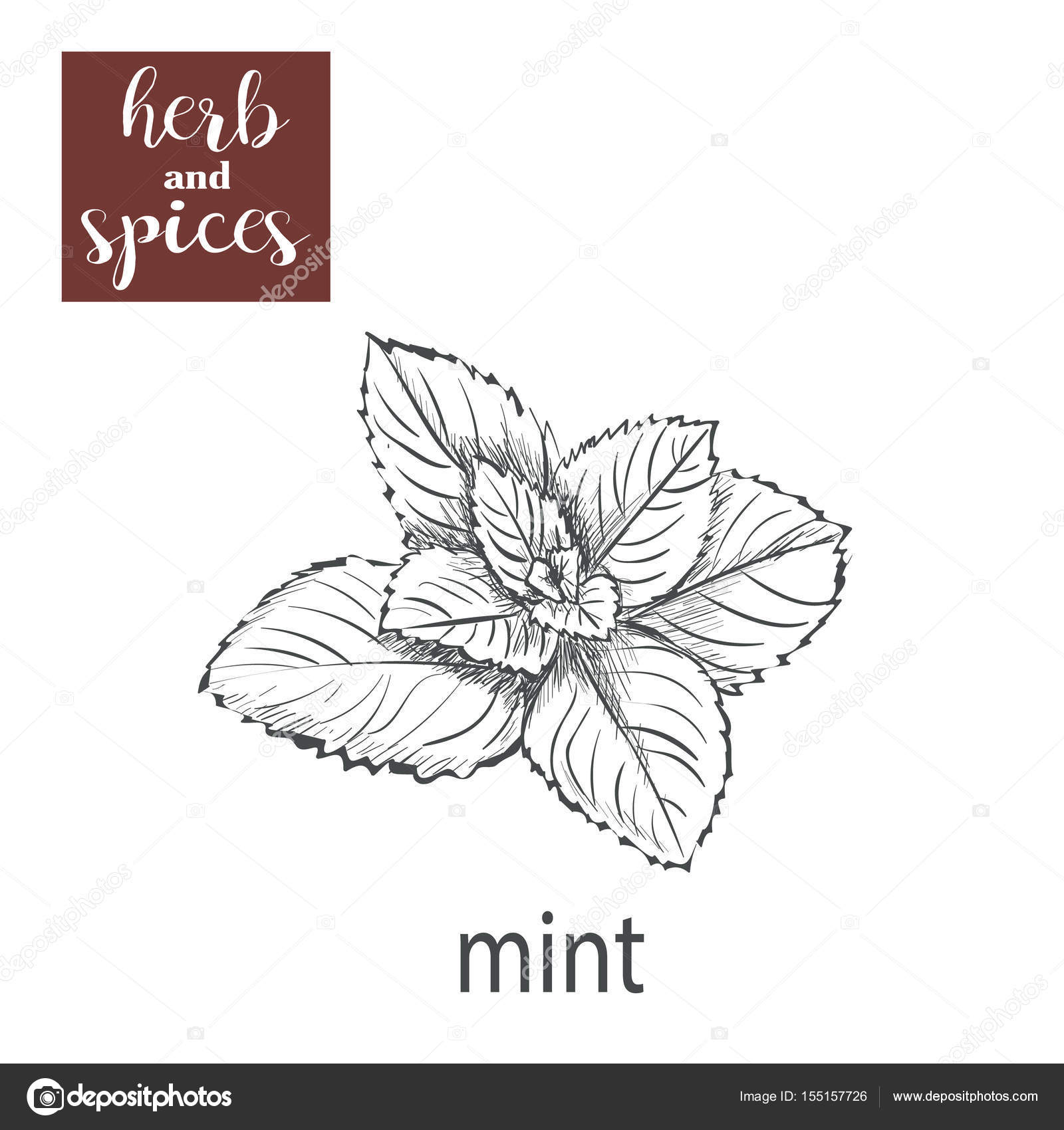 Mint sketch hand drawing. vector illustration Stock Vector by ©alina.88 ...
