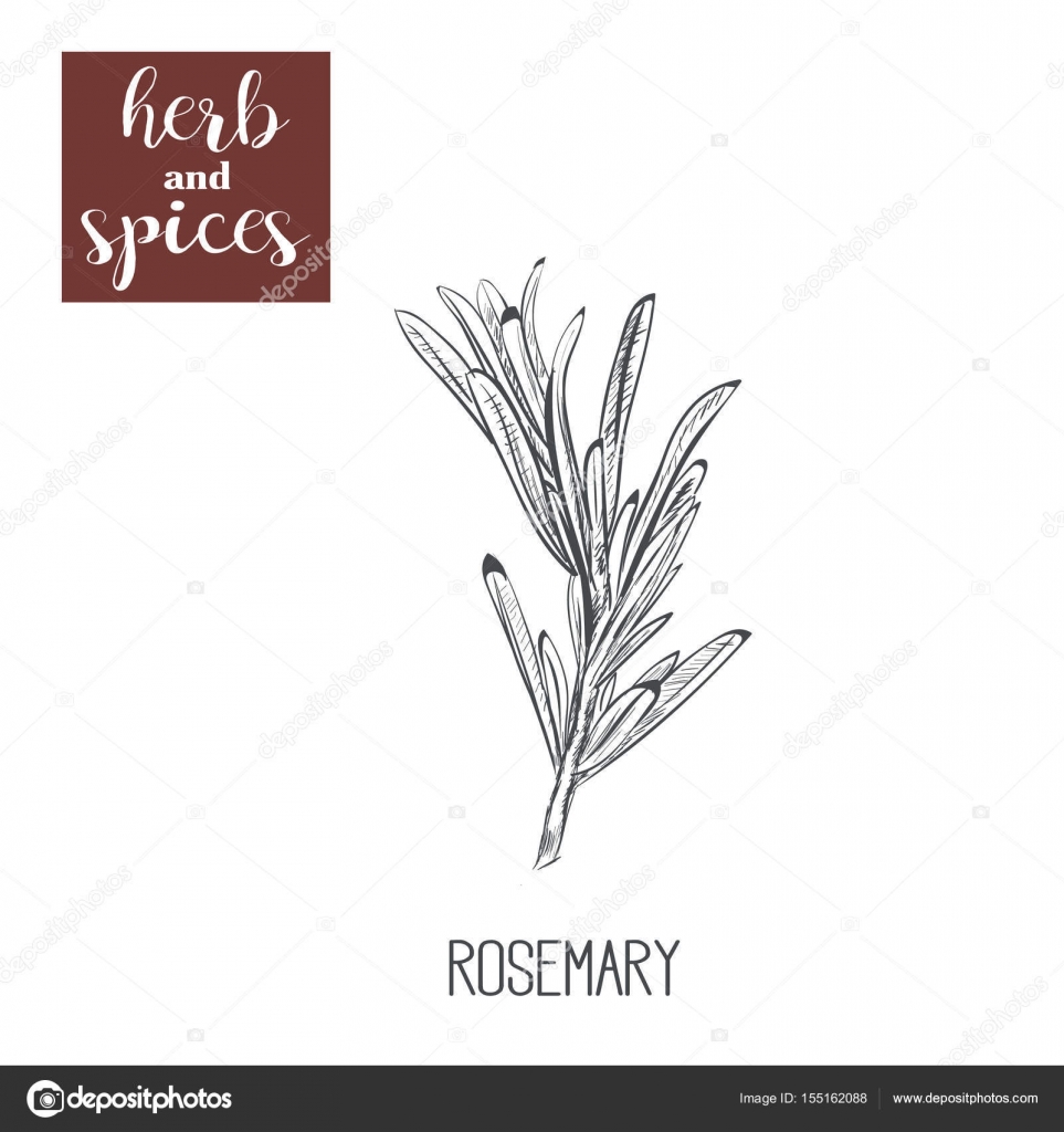 Image vectorielle Croquis au romarin dessin à la main. illustration ...