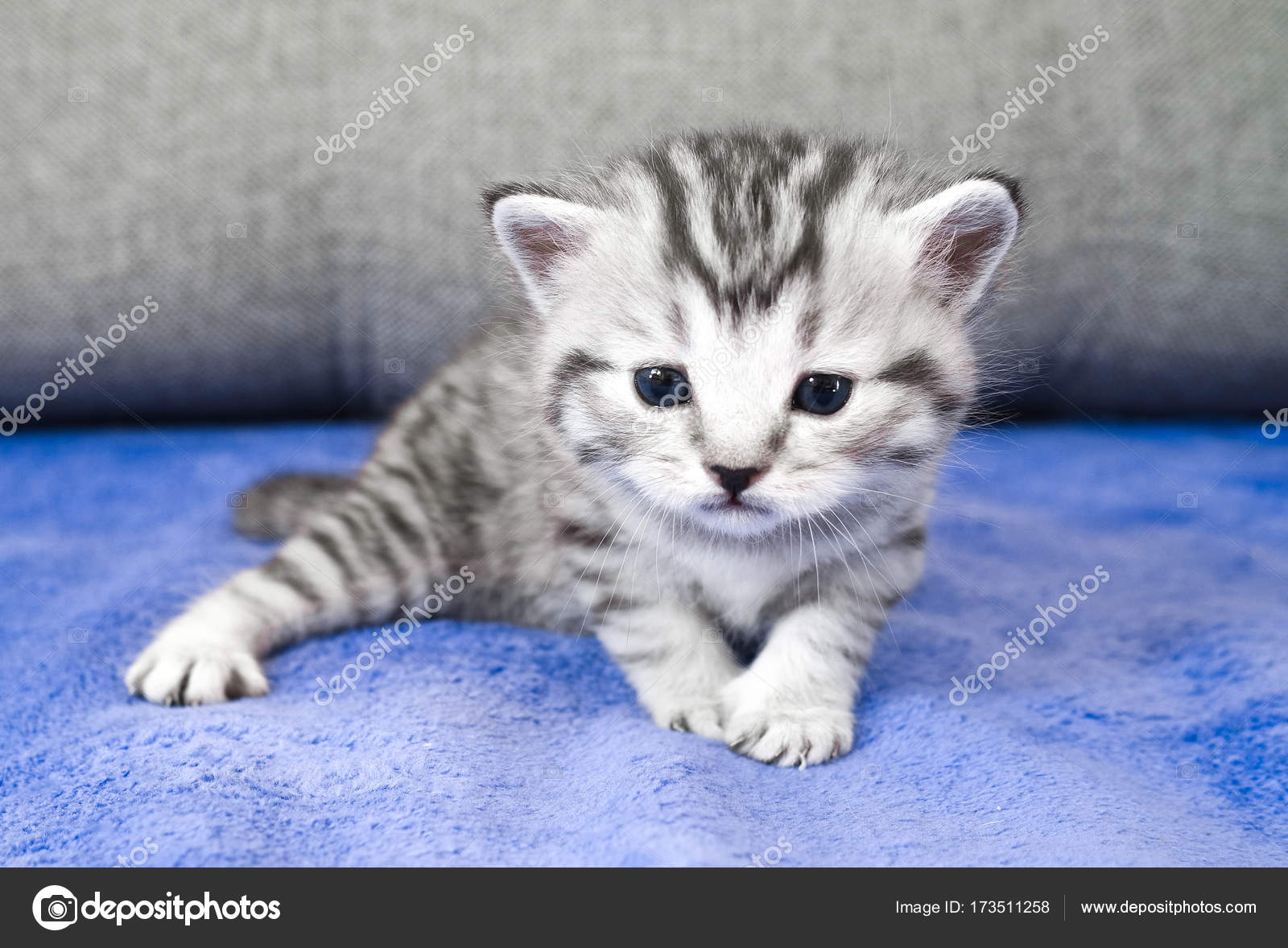 Cute kitty is lying. Stock Photo by ©alina.88@inbox.ru 173511258
