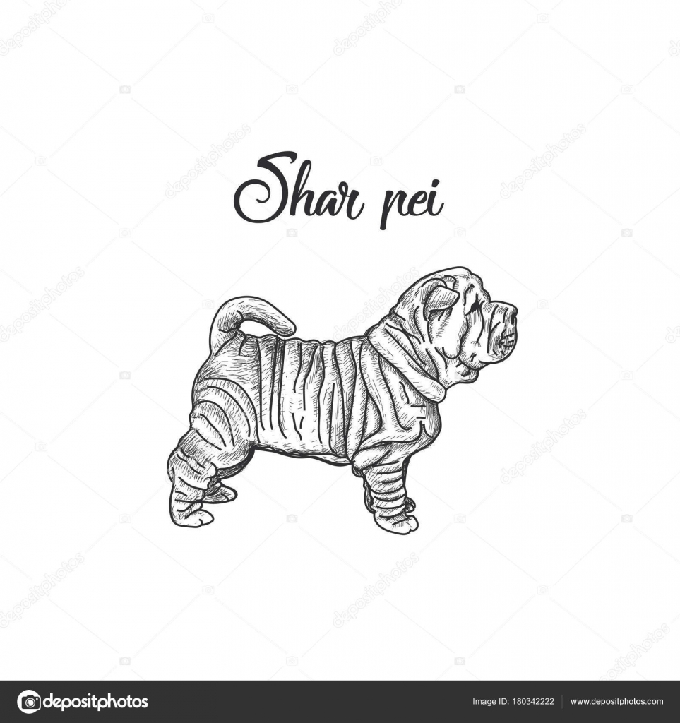 Sharpei breed of dogs vector illustration. Stock Vector Image by ©alina ...