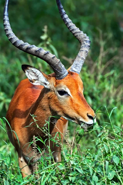 Impala antelope — Stock Photo © baloss74 #3447294