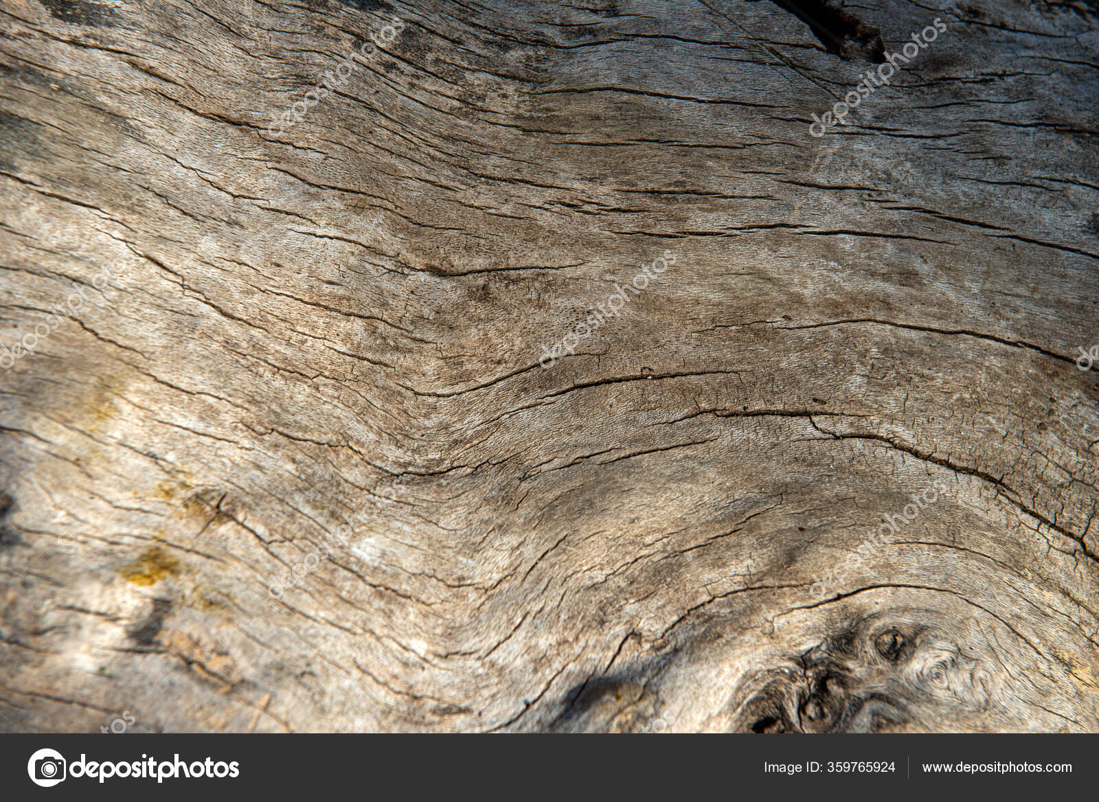 Peeled Tree Trunk Ideal Backgrounds Stock Photo by ©franckito 359765924