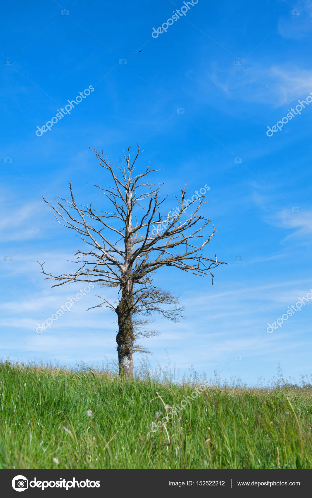 Dead tree in landscape Stock Photo by ©ivonnewierink 152522212