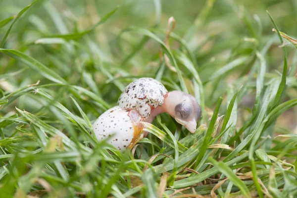 Snails mating Stock Photos, Royalty Free Snails mating Images ...