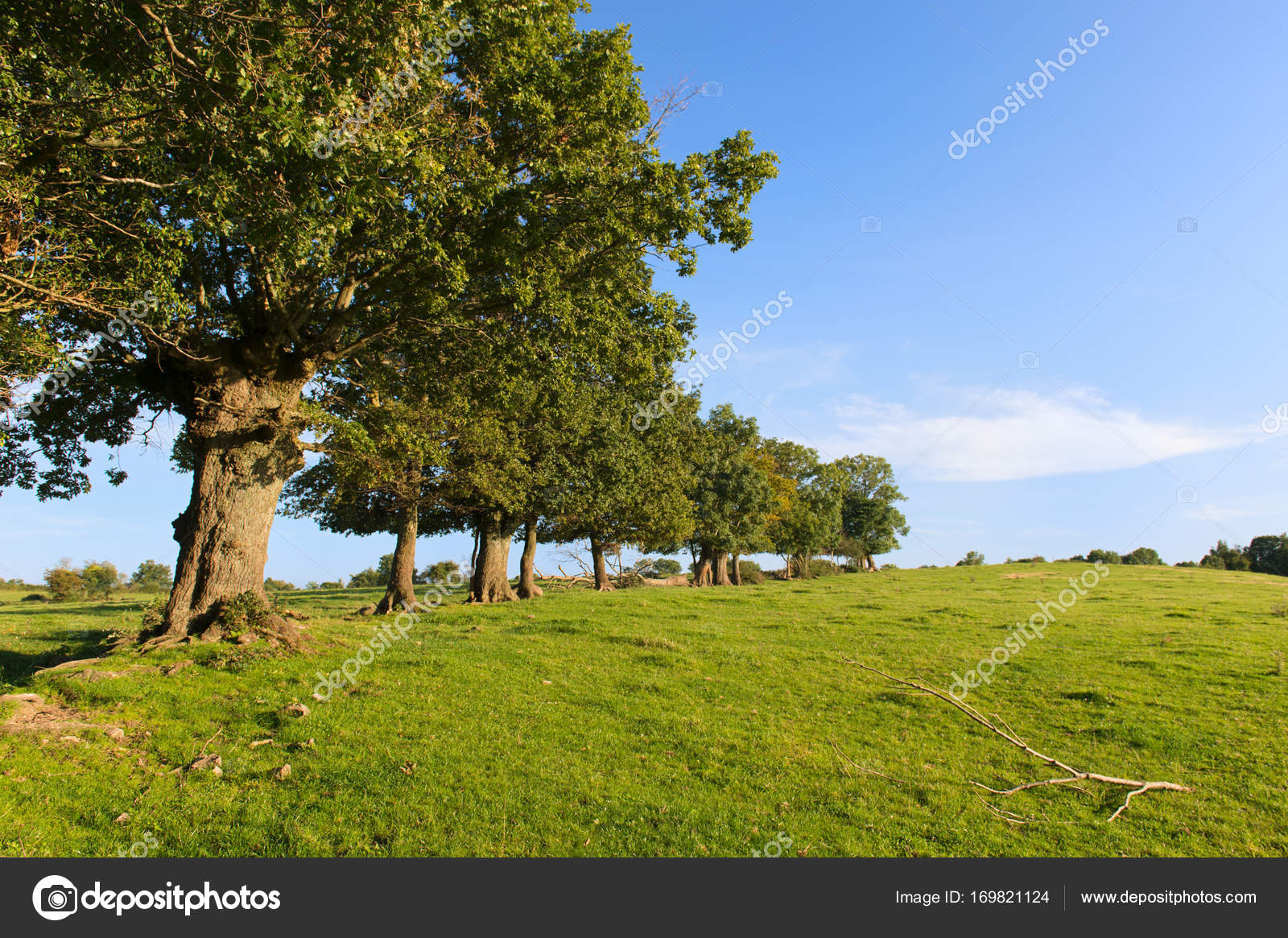 Row trees in landscape — Stock Photo © ivonnewierink #169821124