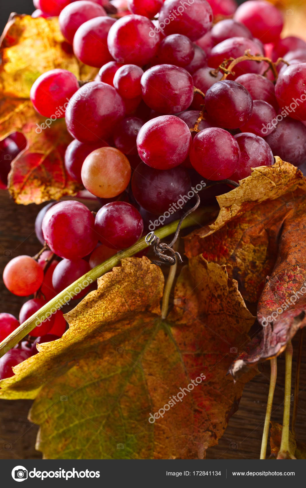 Grapes with grape leaves. — Stock Photo © igorr1 #172841134