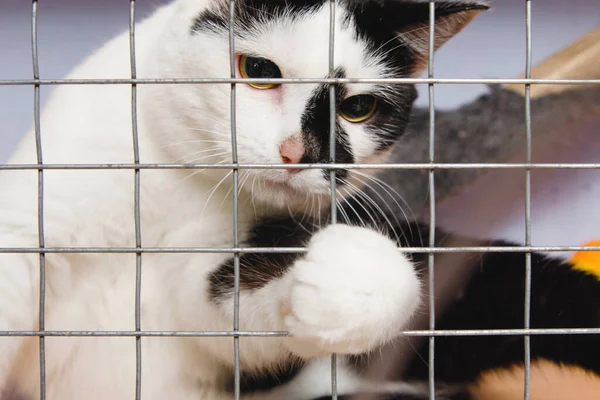 Tricolor Cat Locked Cage Green Background Animal Cattery Stock Photo by ...