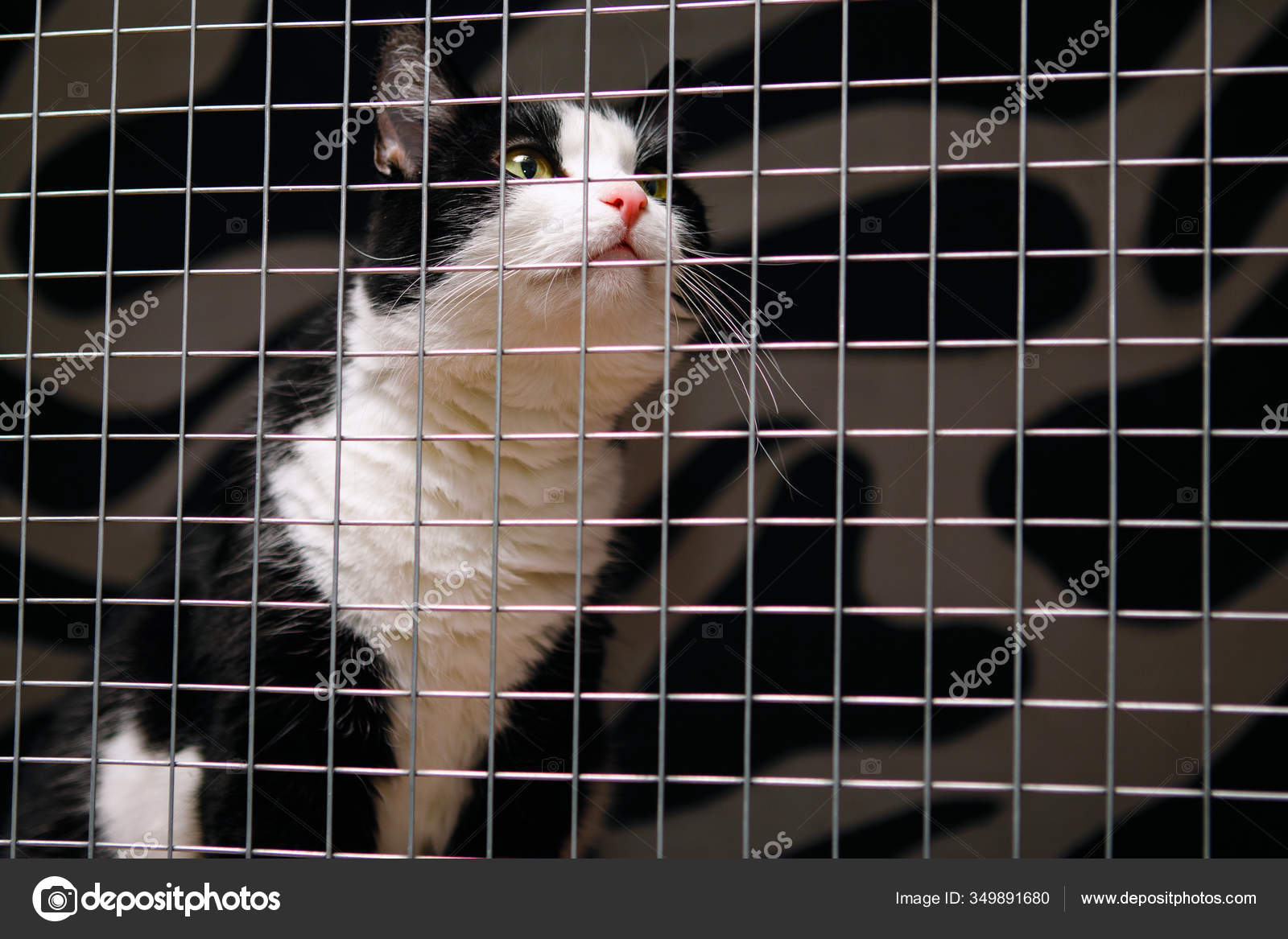 Cat Locked In Cage