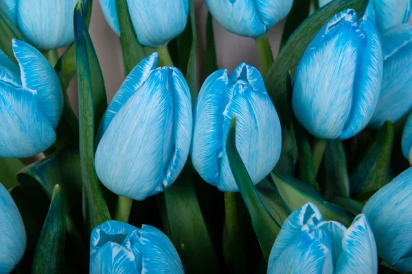 Tulipanes azules fotos de stock, imágenes de Tulipanes azules sin ...