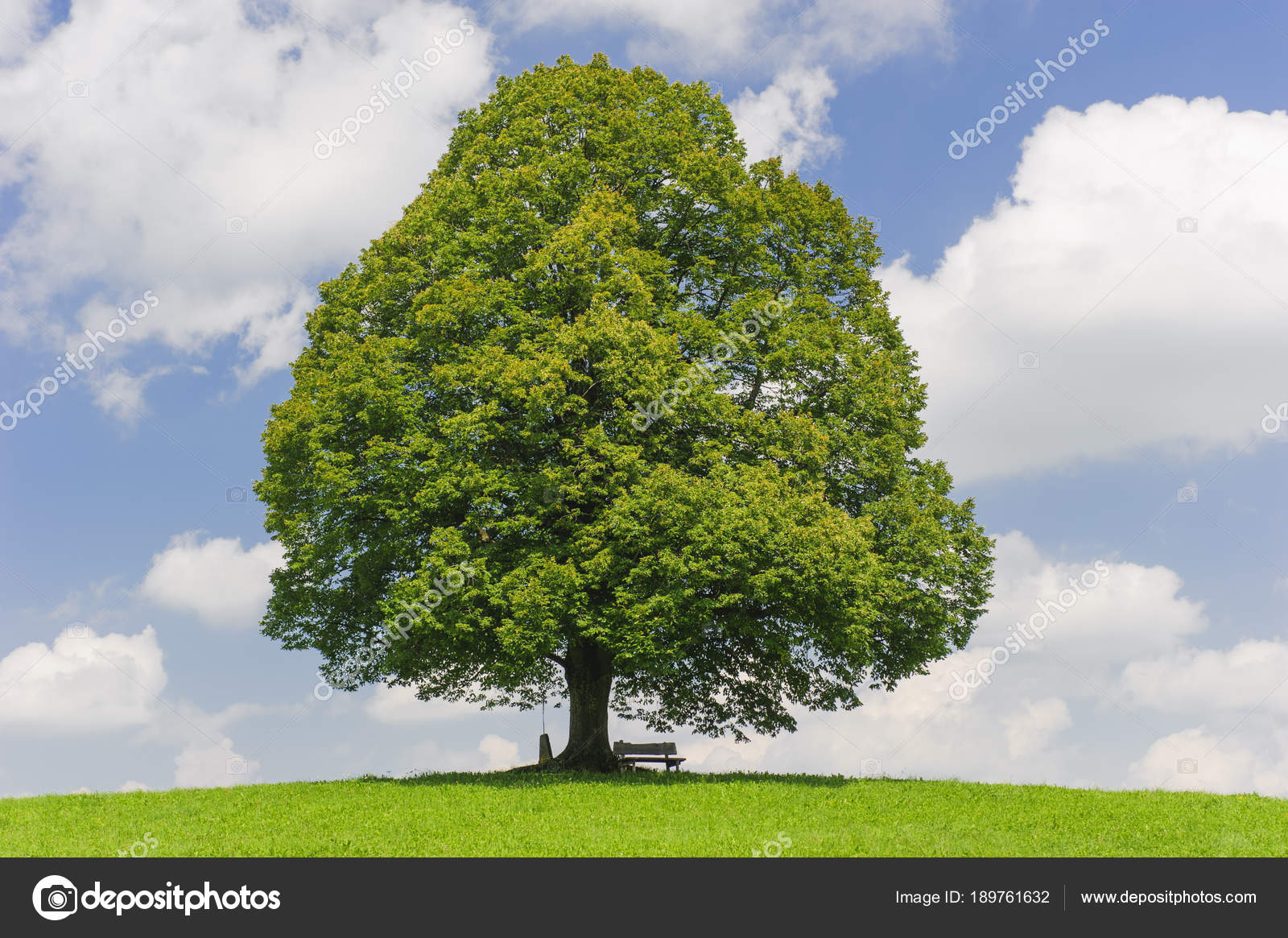 Solo tilo grande en el campo con copa de árbol perfecta — Foto de stock ...