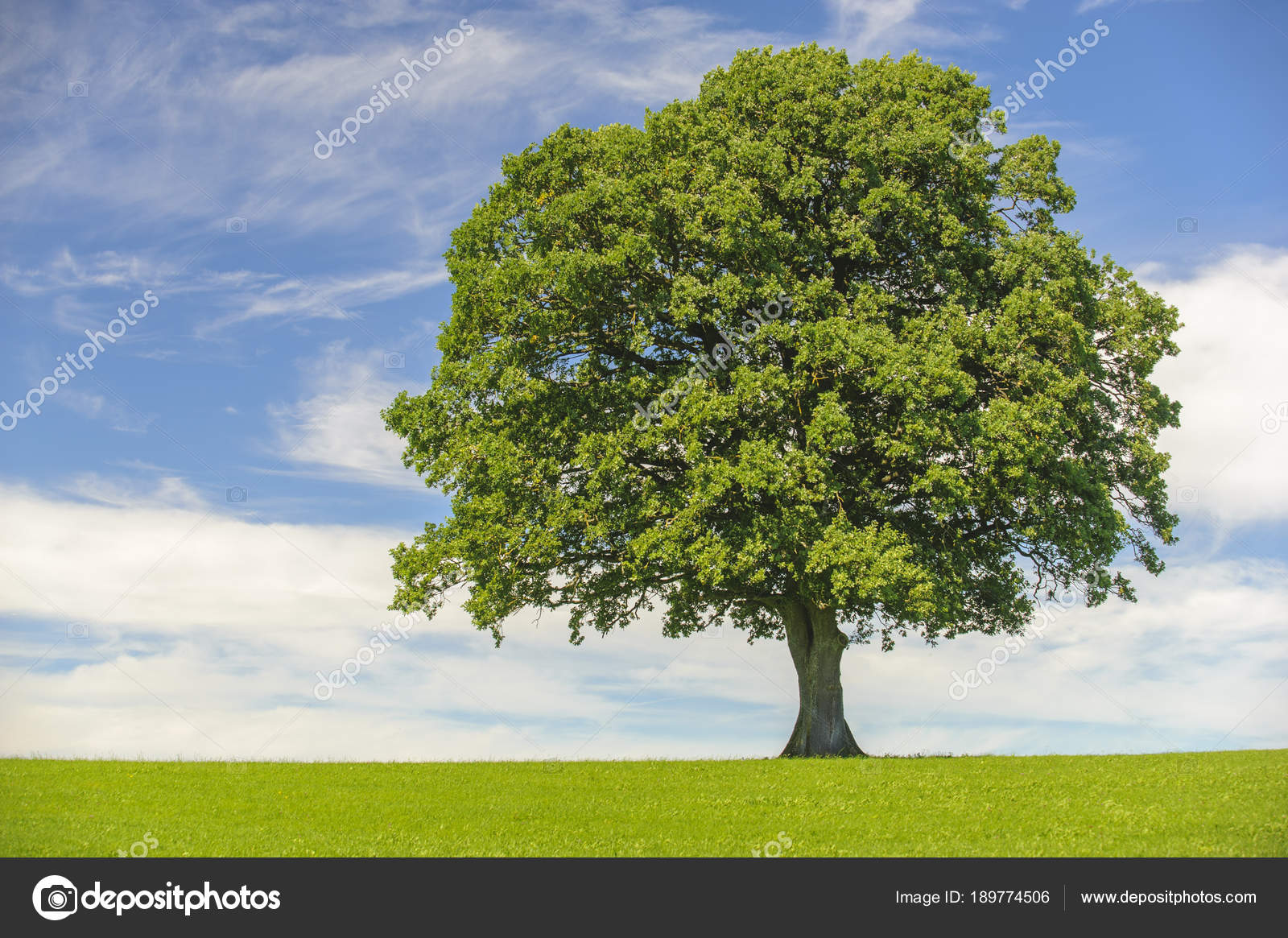 Único roble grande en el campo con copa de árbol perfecta: fotografía ...