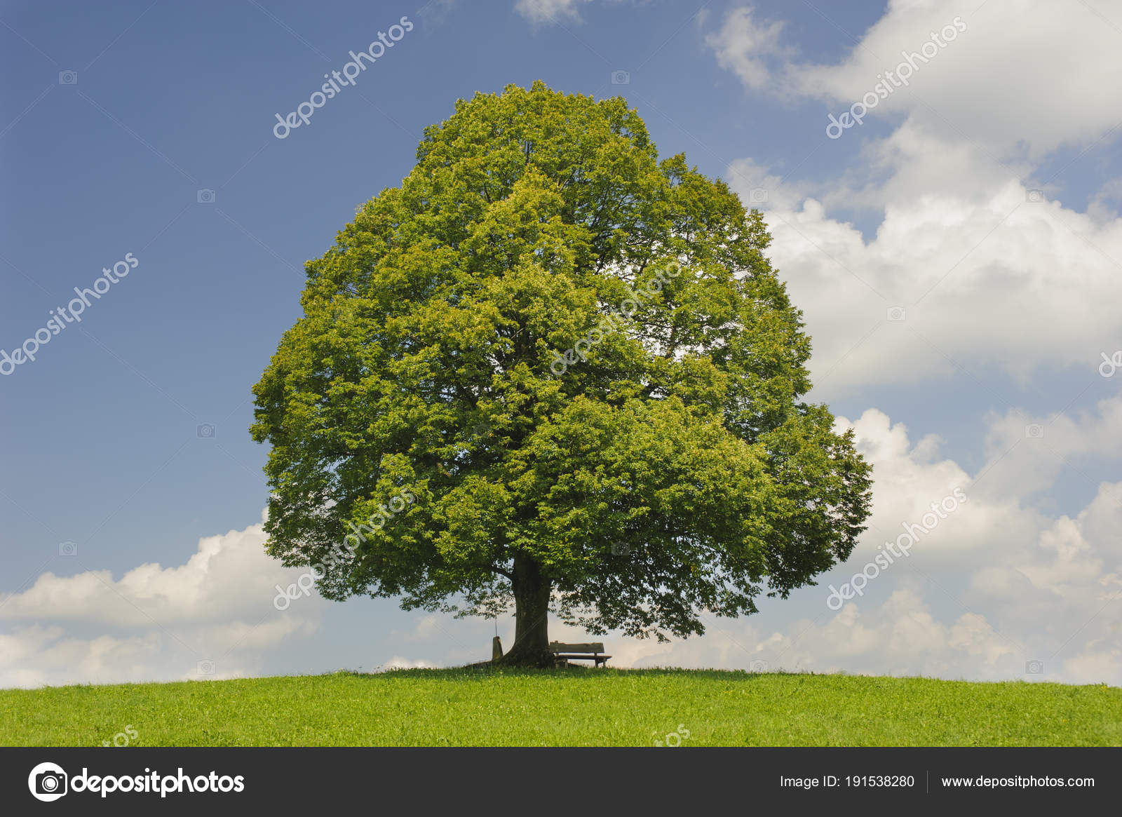 Solo tilo grande en el campo con copa de árbol perfecta — Foto de stock ...