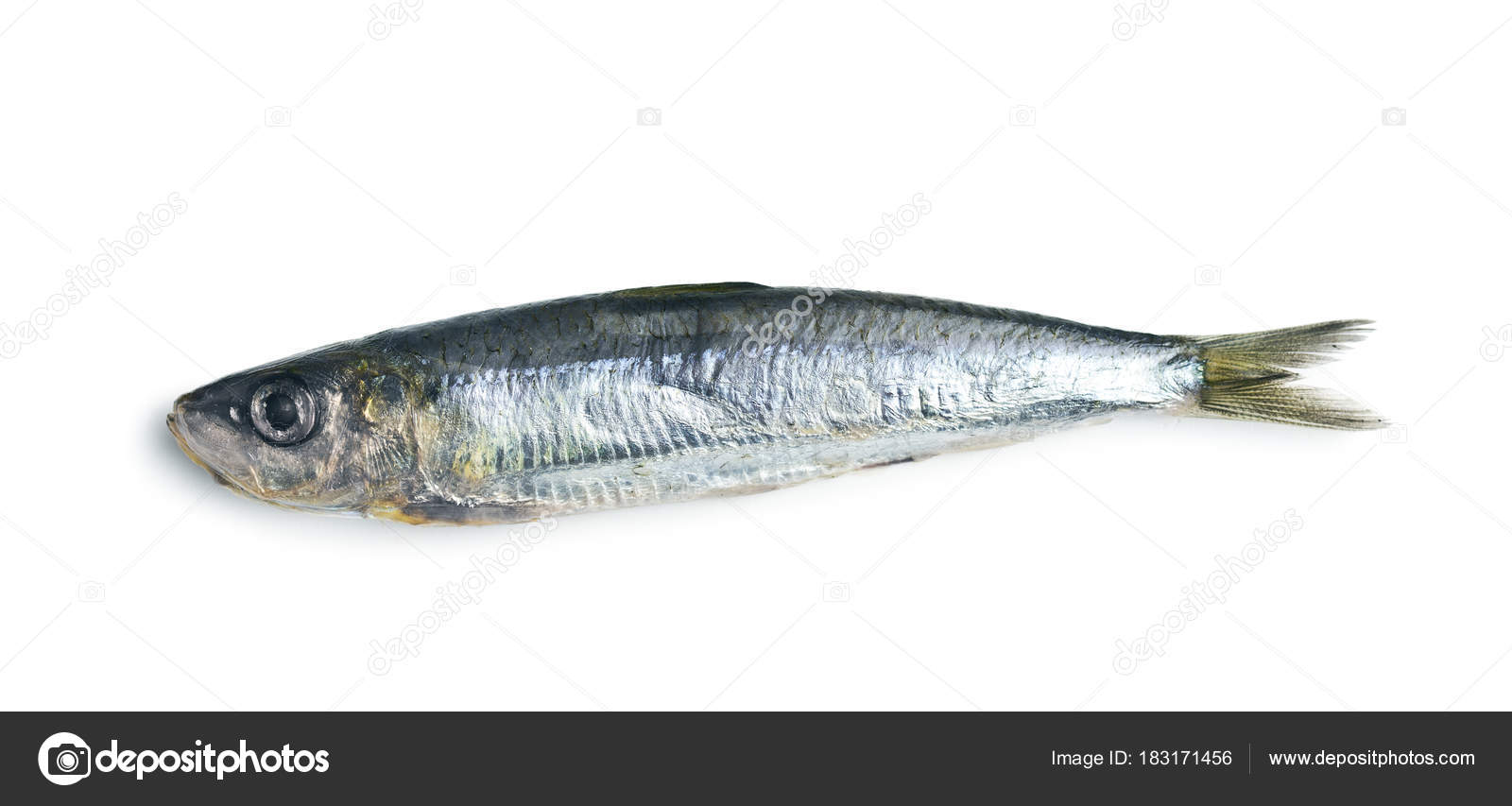 Raw sardines fish. Stock Photo by ©jirkaejc 183171456