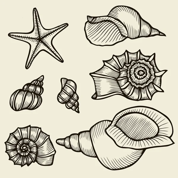A set of sea shells Stock Vector Image by ©-Aqua- #157457962