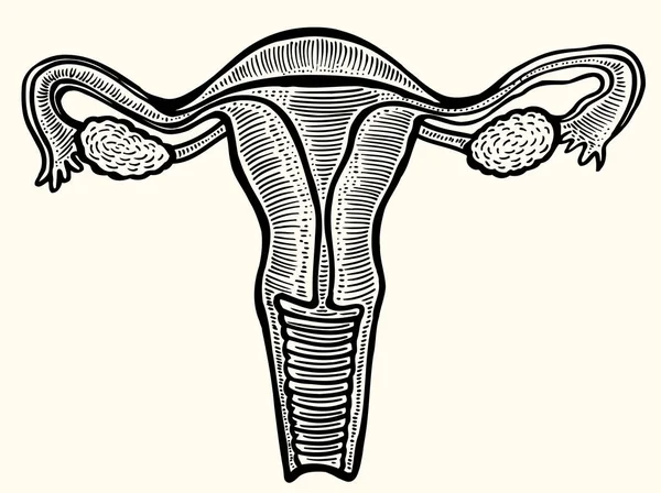 Vector Human Sex Organs — Stock Vector © Gromaler 11519481