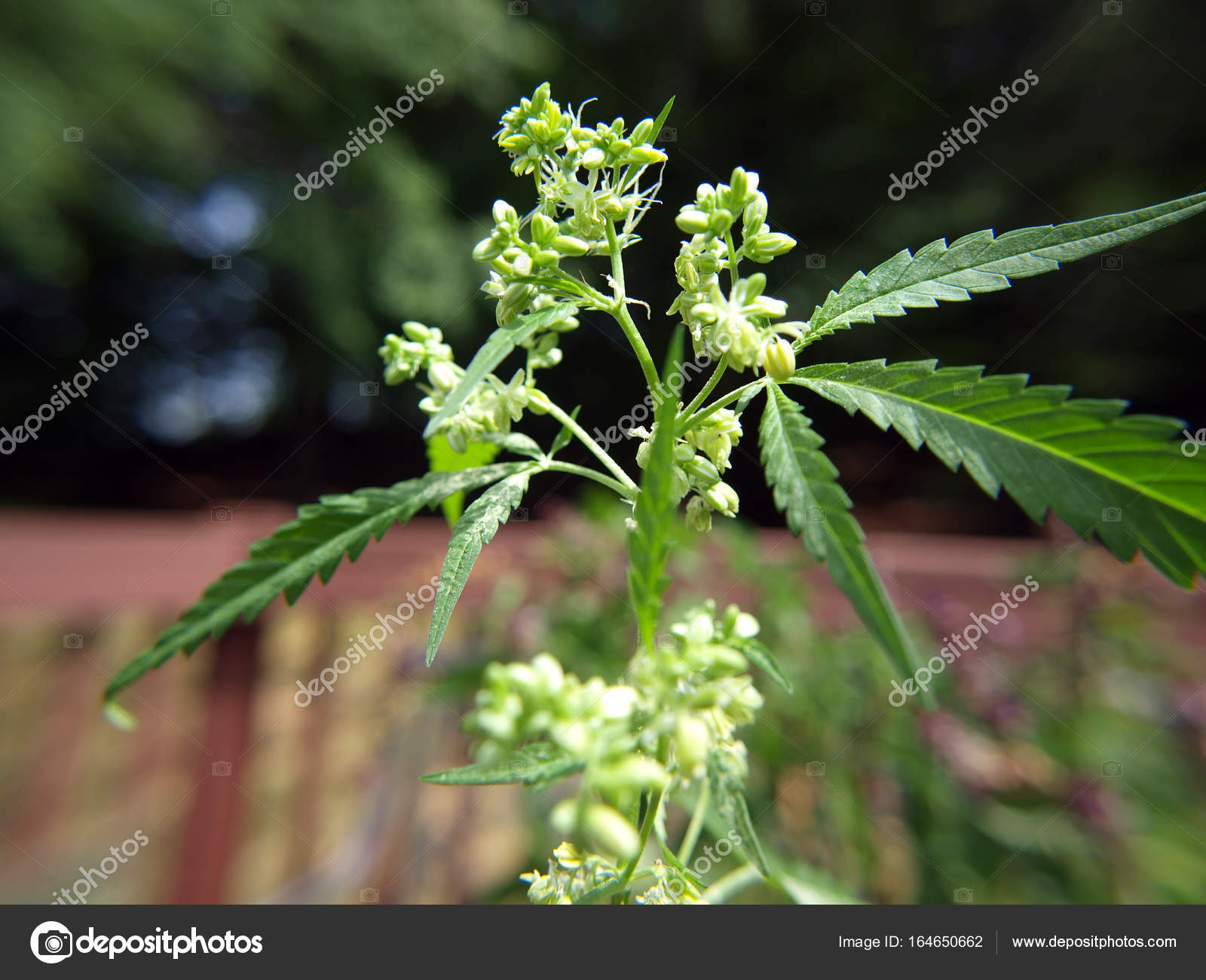Cannabis plant pollen sacs Stock Photo by ©tdoes1 164650662