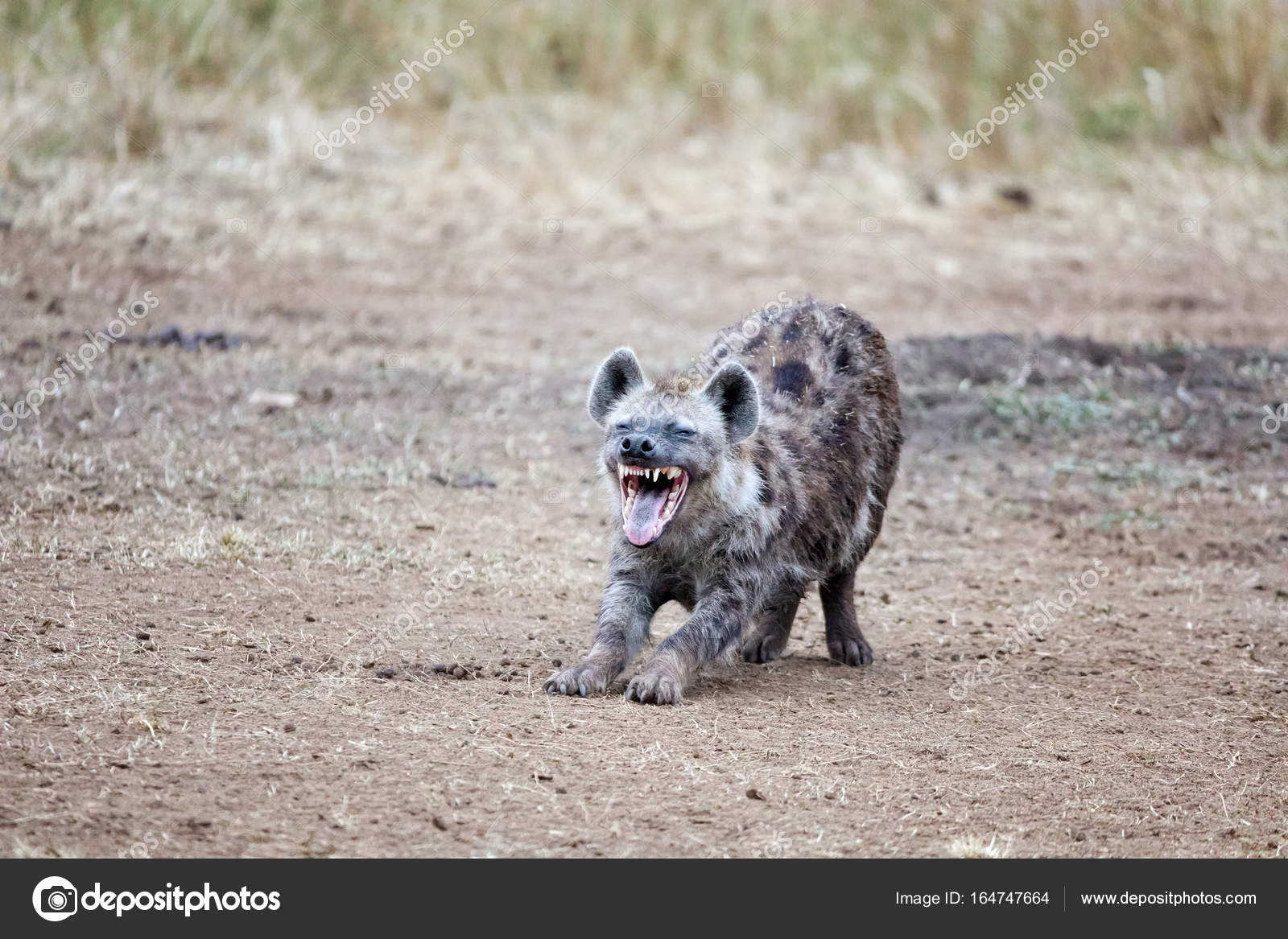 Riéndose hiena vista: fotografía de stock © rixipix #164747664 ...