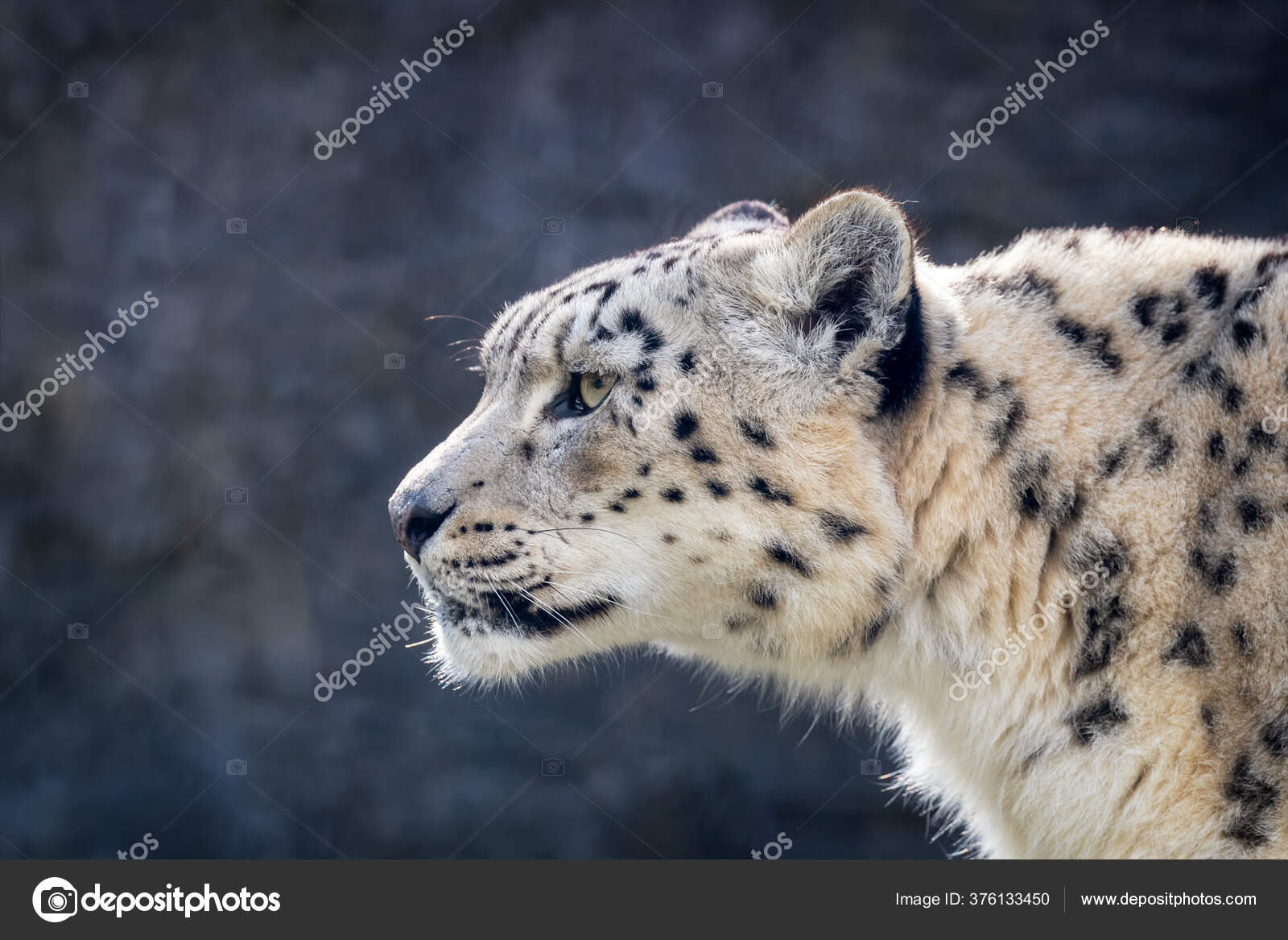 Leopard Head Profile