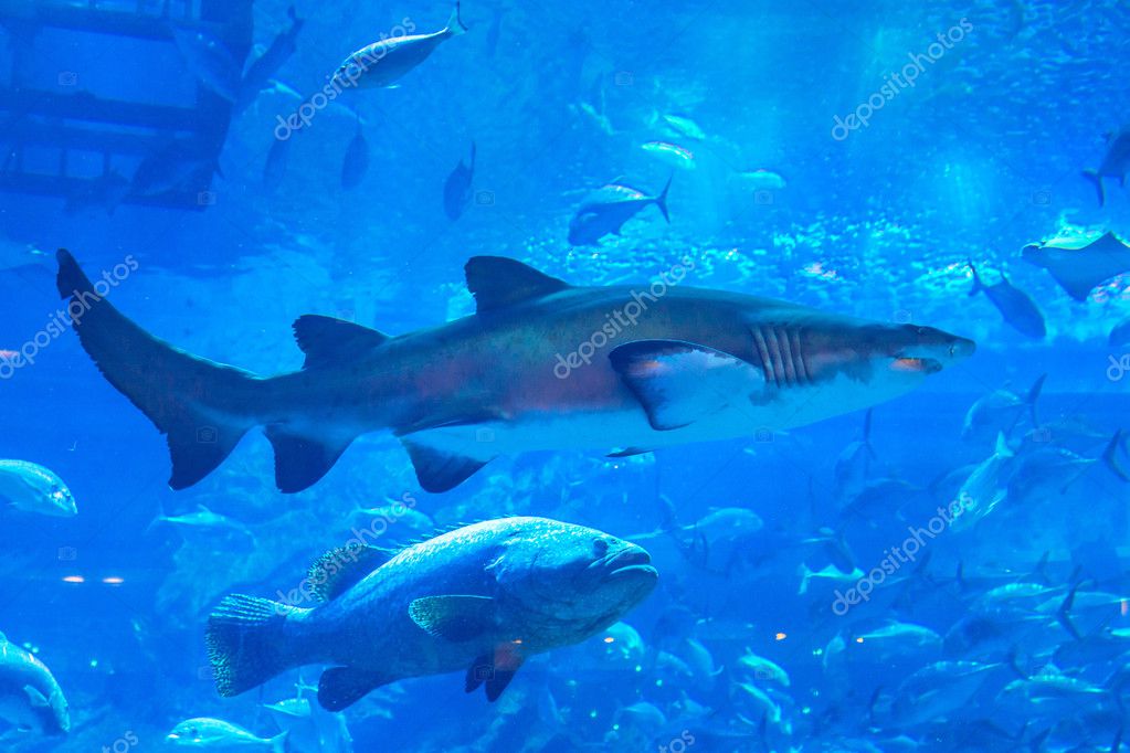 Huge Oceanarium inside Dubai Mall – Stock Editorial Photo © Patryk ...