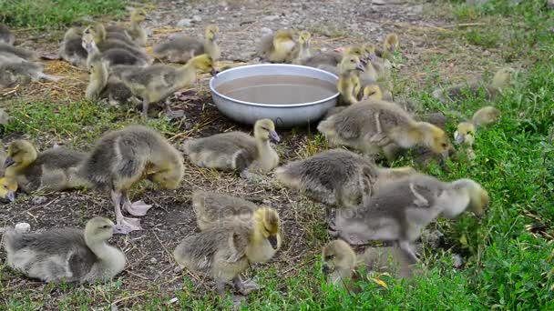 694 Many goose Videos, Royalty-free Stock Many goose Footage ...