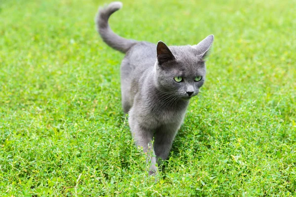 Grey cat walking Stock Photos, Royalty Free Grey cat walking Images ...
