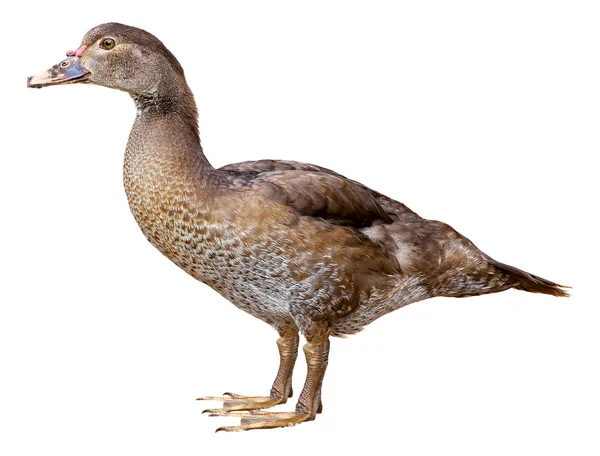 Kacsa rajz Stock fotók, Kacsa rajz Jogdíjmentes képek | Depositphotos