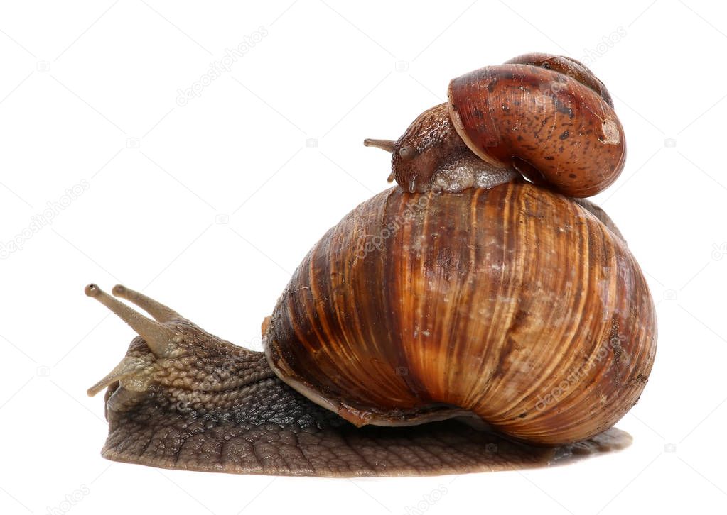 Caracol de jardín aislado en blanco. Familia de caracoles y caracoles ...