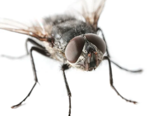 Housefly Stock Photos, Royalty Free Housefly Images | Depositphotos