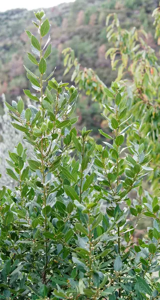 Laurus novocanariensis Stock Photos, Royalty Free Laurus ...