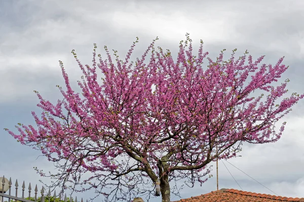 Judas tree Stock Photos, Royalty Free Judas tree Images | Depositphotos