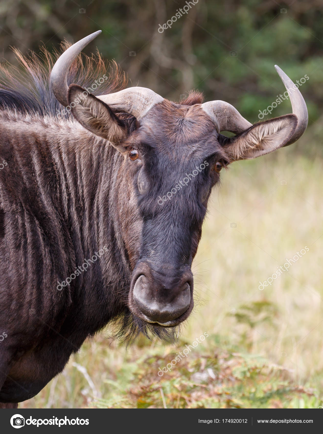 Gnu