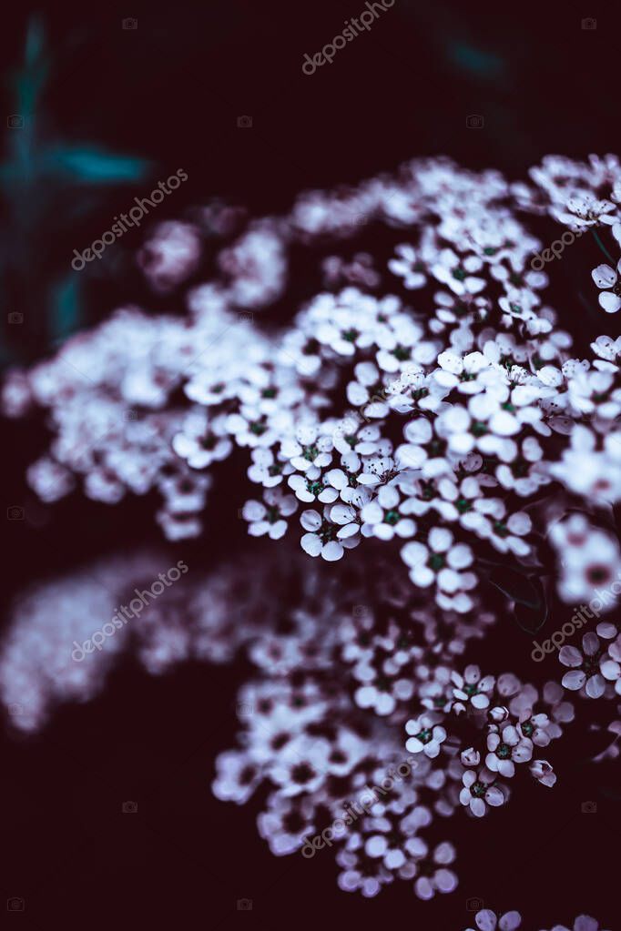 Fondo Dark Moody Floral con flores blancas de ramas en espiral ...