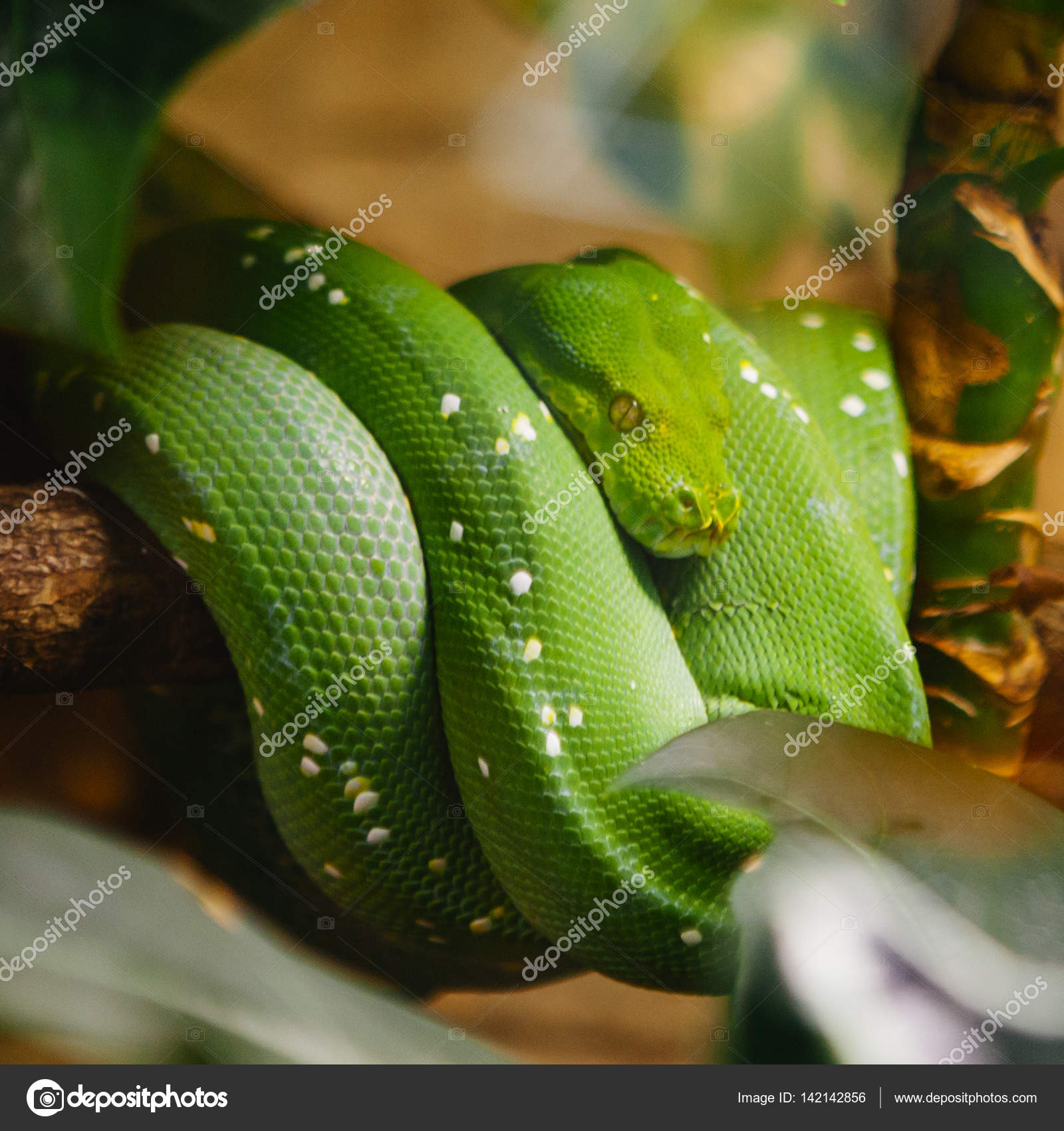 Emerald Tree Boa (Corallus caninus) Snake at Skansen, Stockholm, Sweden ...