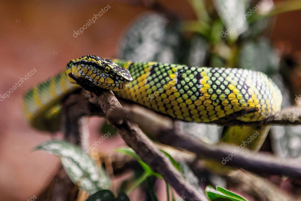 boa real aislado sobre fondo negro 2024