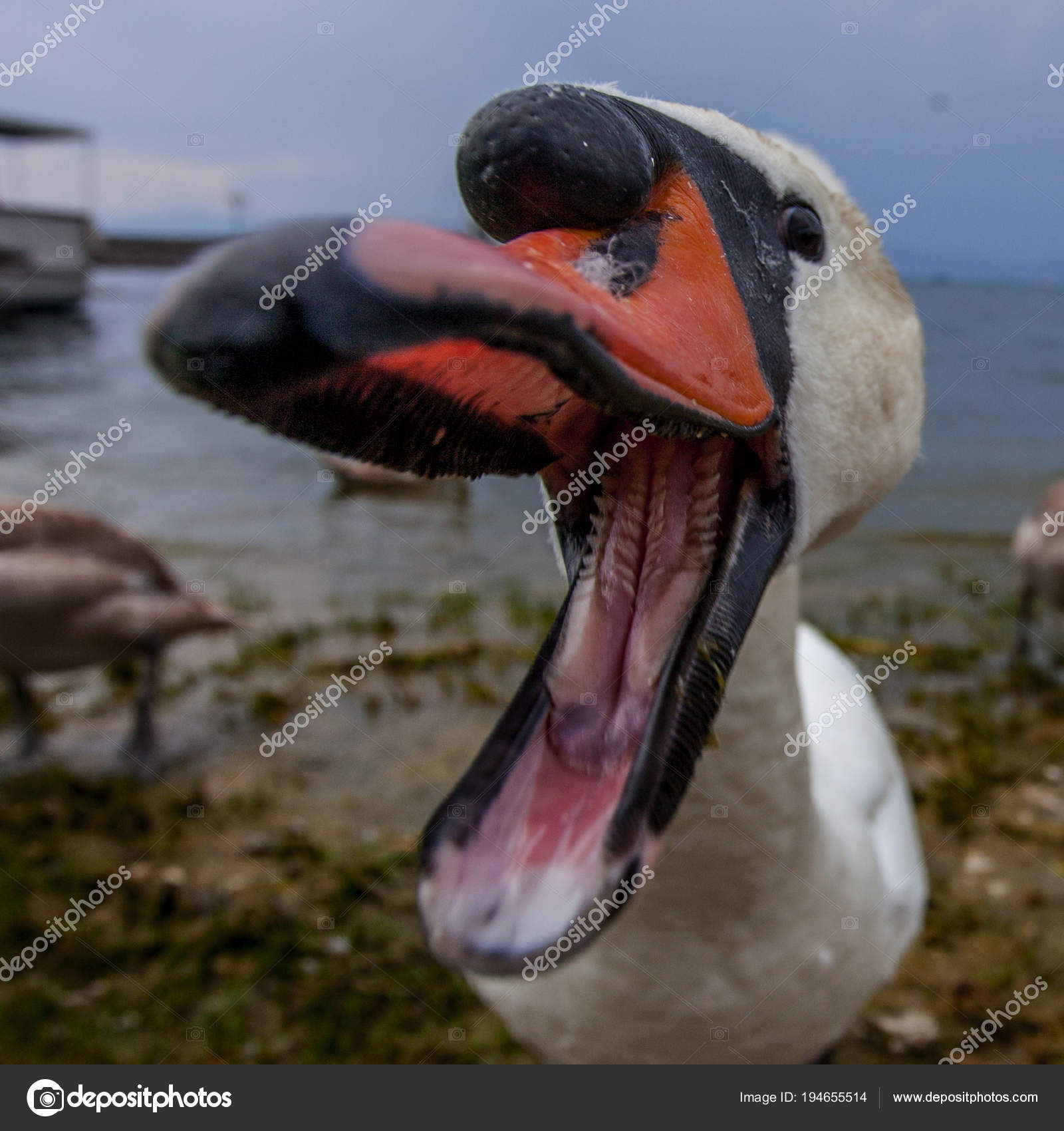 Swan Tongue
