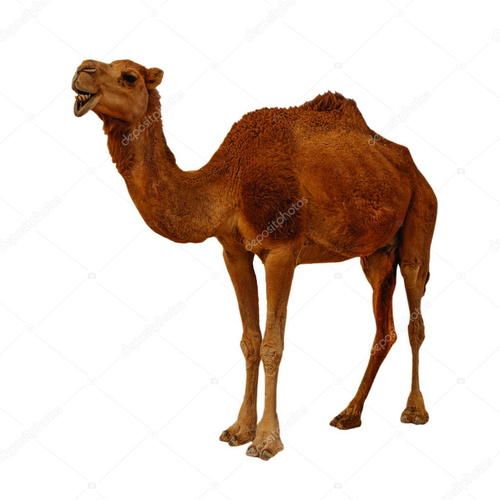 Camel isolated on the white background — Stock Photo © Alexandra Lande ...