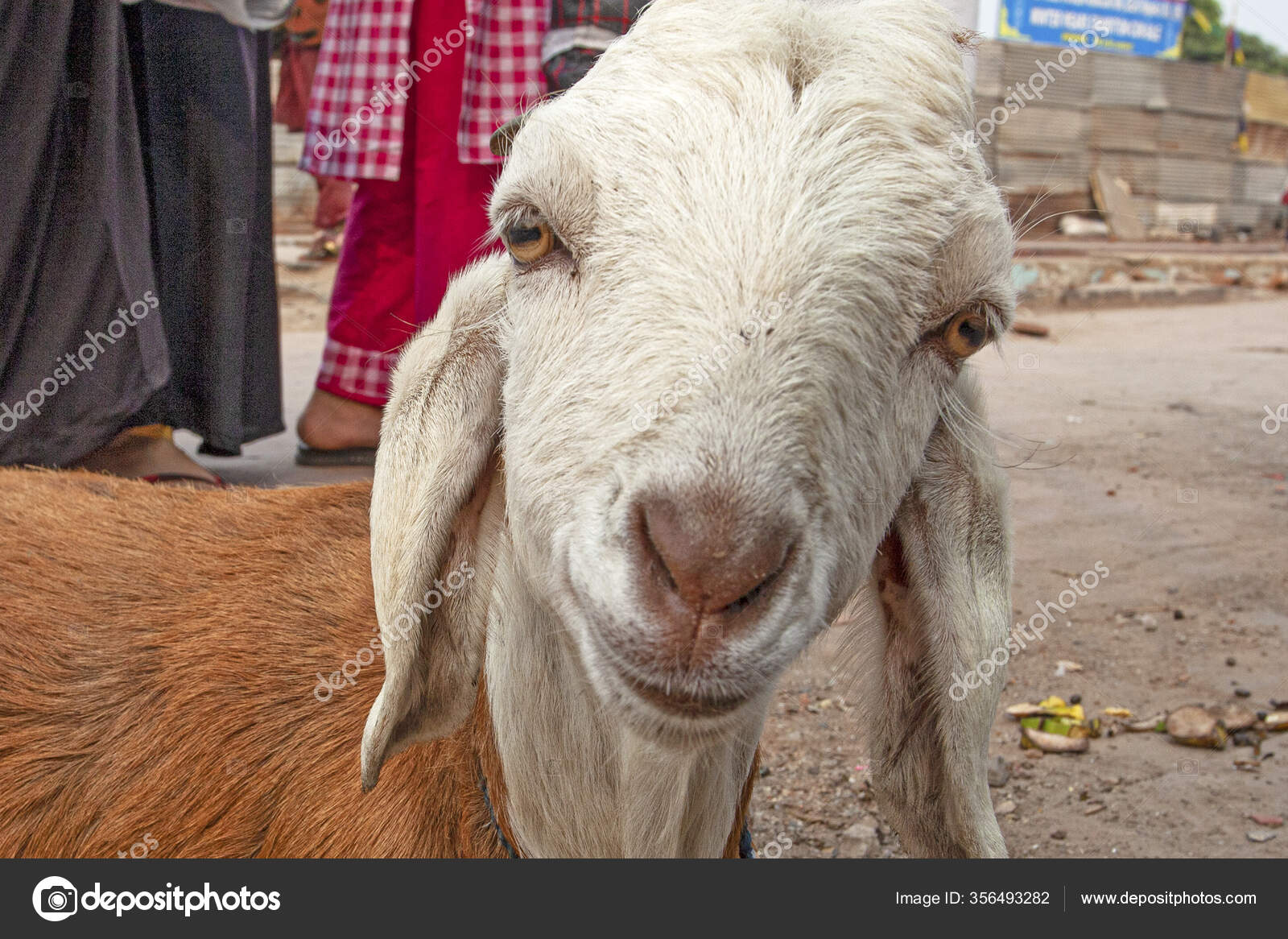 Goat Sitting Street Old Delhi District Delhi India — Stock Photo ...